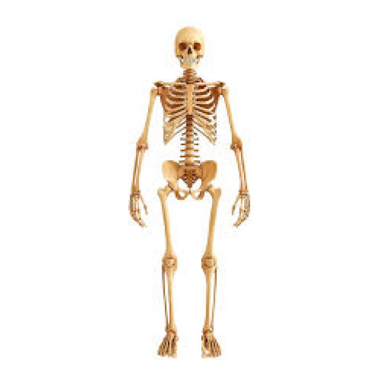 modelo anatomico de esqueleto humano – Egumy